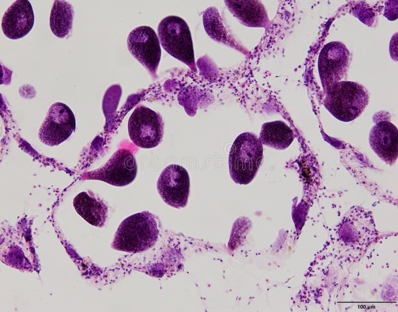 Animal Tissue Samples Under the Microscope. Stock Image - Image of cell ...