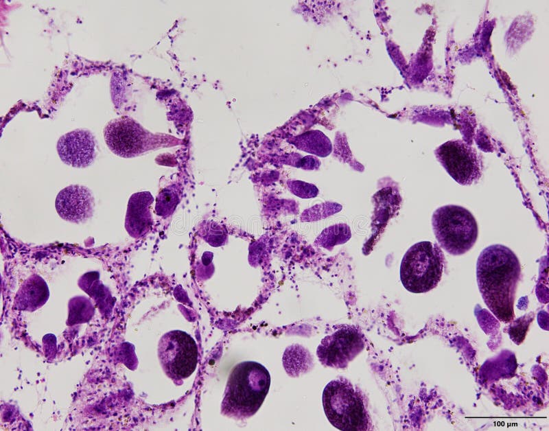 Animal Tissue Samples Under the Microscope. Stock Photo - Image of ...