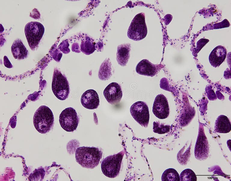 274 Simple Squamous Epithelium Under Microscope Drawing Stock Photos ...