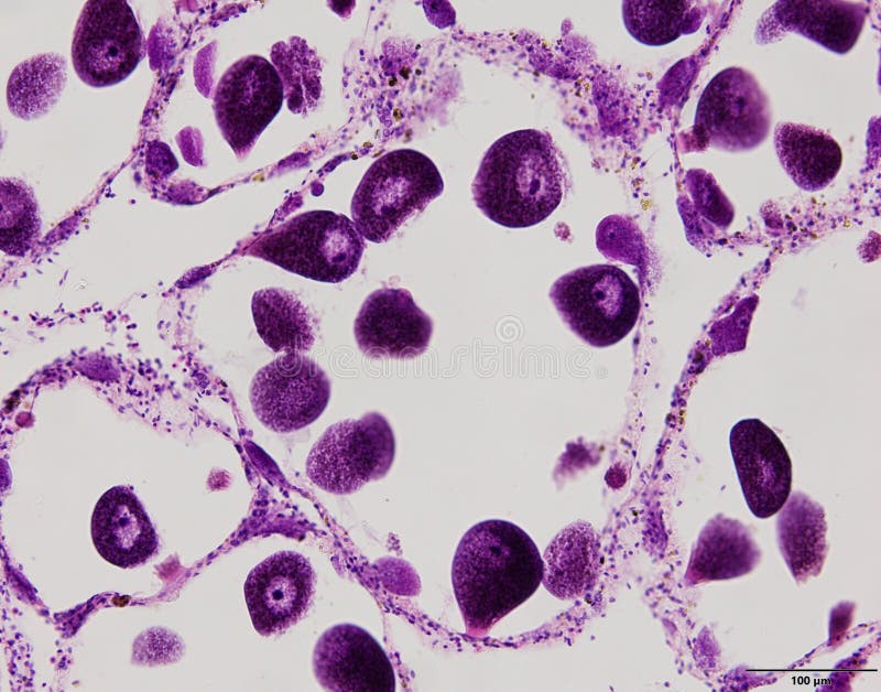 Animal Tissue Samples Under the Microscope. Stock Photo - Image of ...