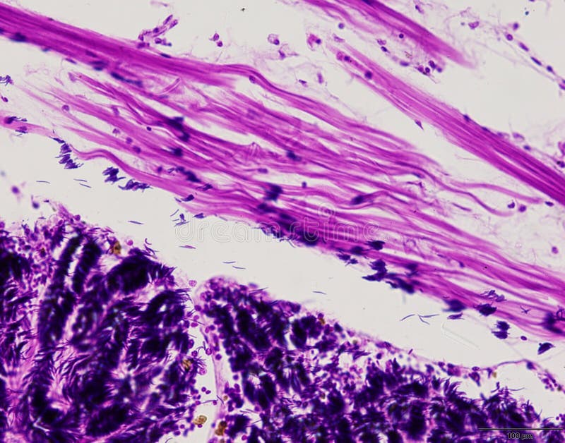 Animal Tissue Samples Under the Microscope. Stock Image - Image of ...