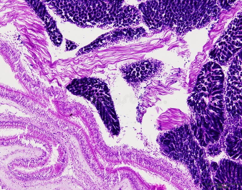 Animal Tissue Samples Under the Microscope. Stock Image - Image of ...