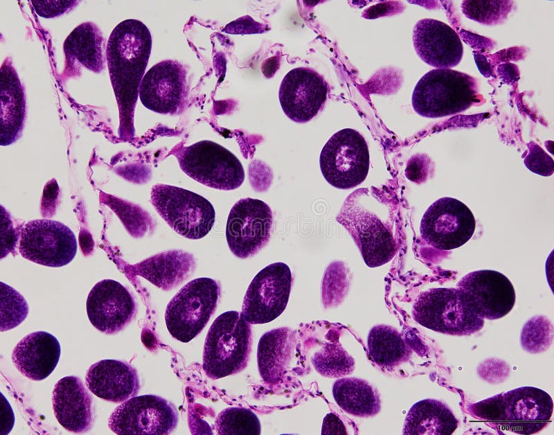 Animal Tissue Samples Under the Microscope. Stock Image - Image of ...