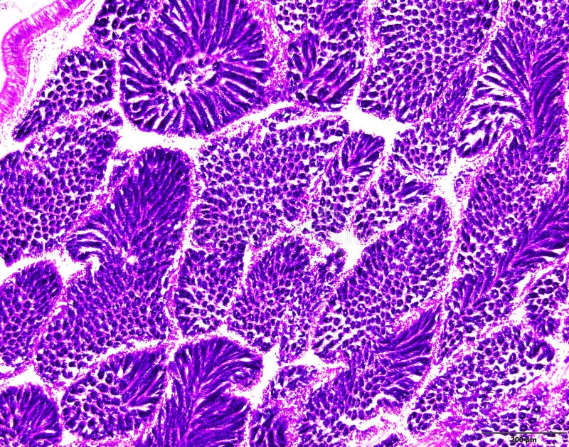 183 Fish Histology Stock Photos - Free & Royalty-Free Stock Photos from ...