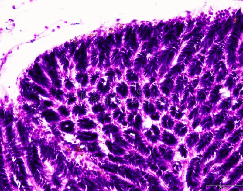 Animal Tissue Samples Under the Microscope. Stock Photo - Image of ...