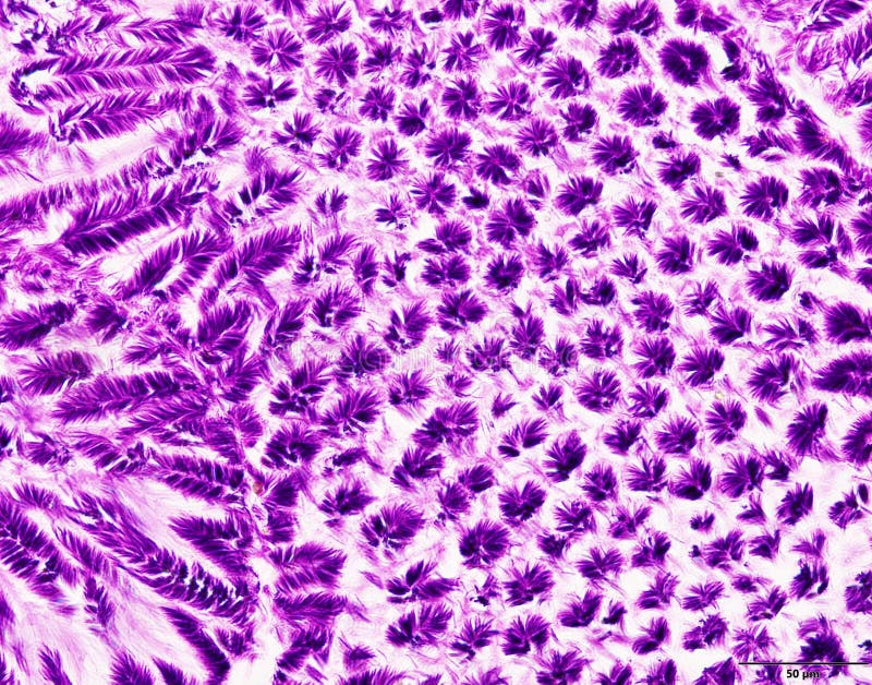 Animal Tissue Samples Under the Microscope. Stock Photo - Image of ...