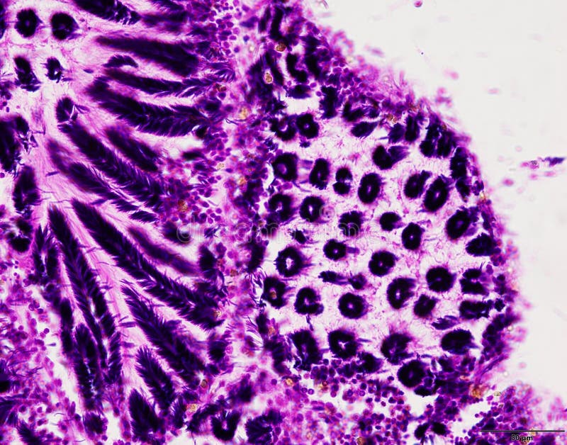 Animal Tissue Samples Under the Microscope. Stock Image - Image of ...