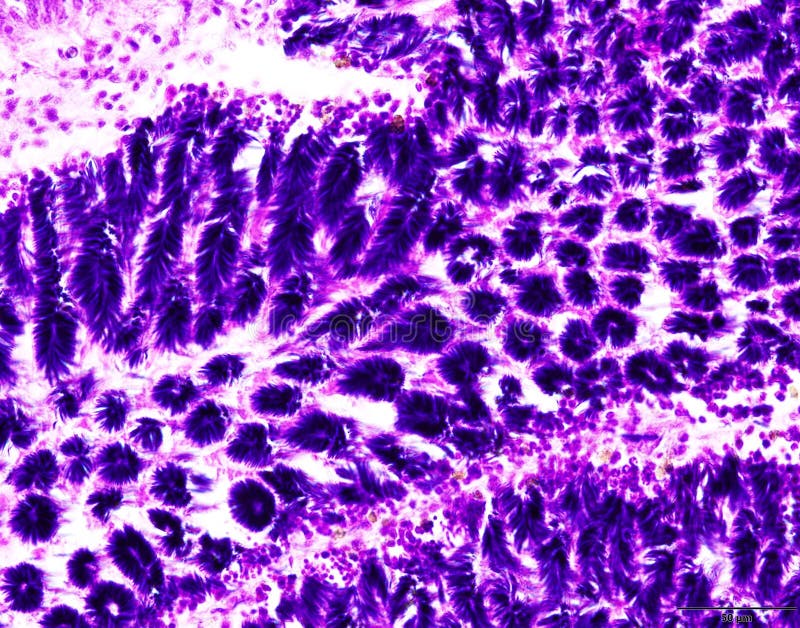 Animal Tissue Samples Under the Microscope. Stock Photo - Image of ...