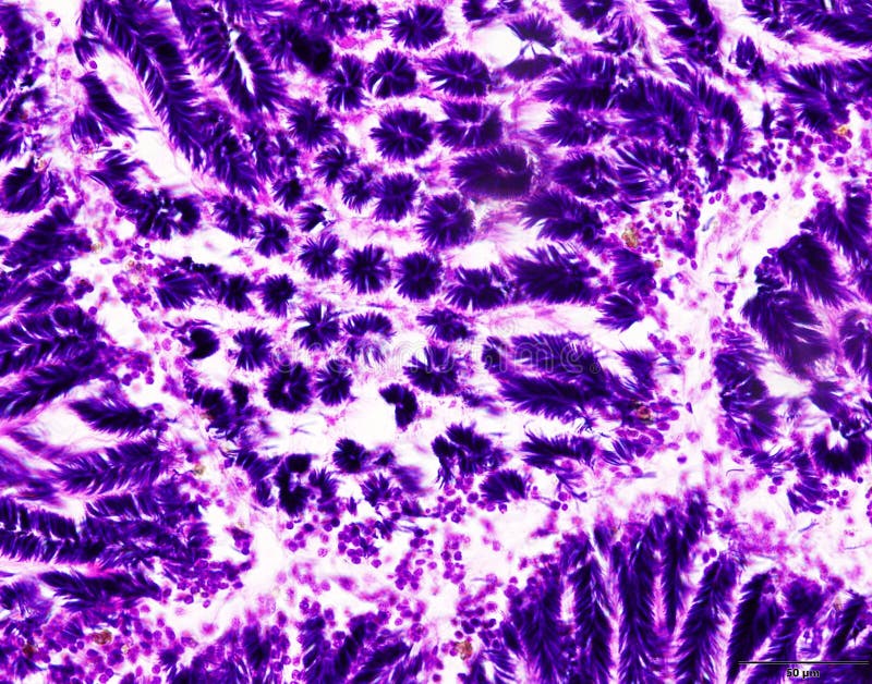 Animal Tissue Samples Under the Microscope. Stock Photo - Image of ...