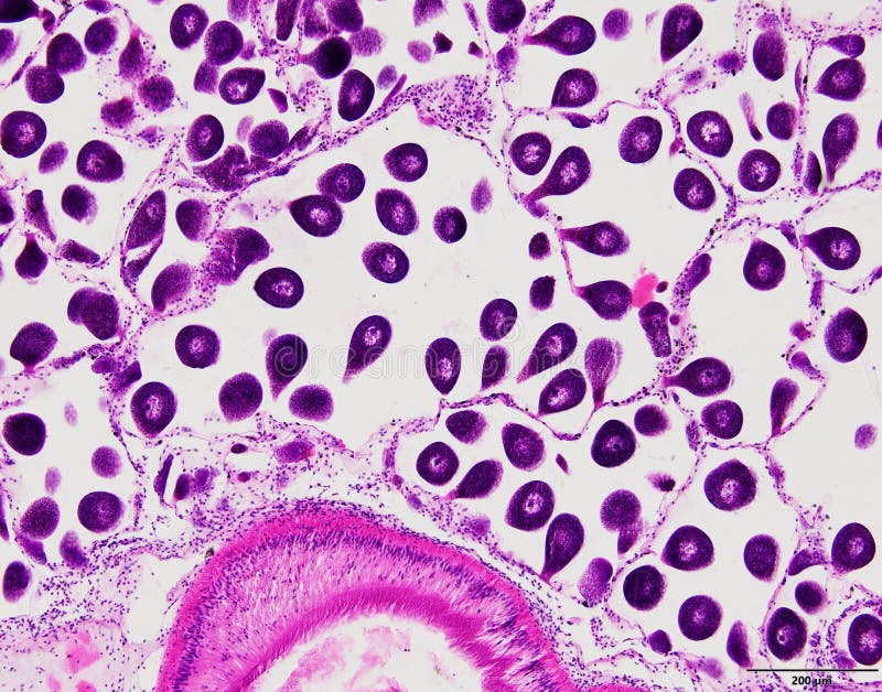 Animal Tissue Samples Under the Microscope. Stock Photo - Image of ...