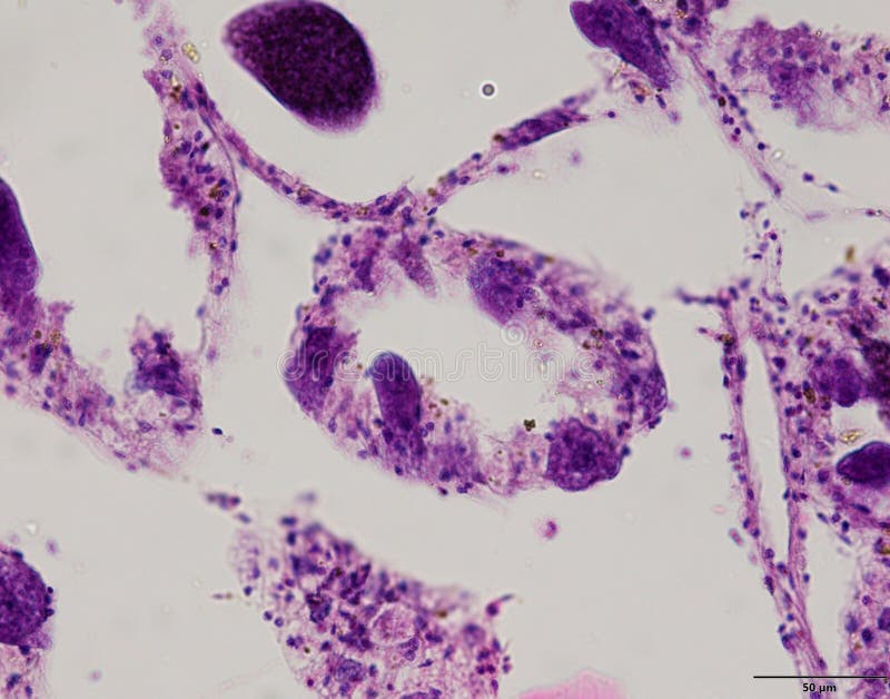 Animal Tissue Samples Under the Microscope. Stock Photo - Image of ...