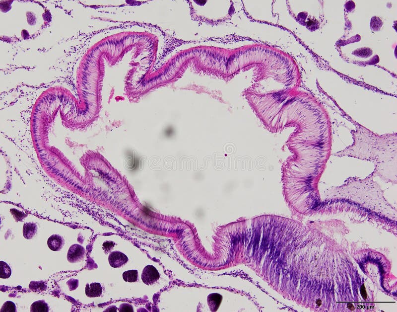 Animal Tissue Samples Under the Microscope. Stock Image - Image of ...