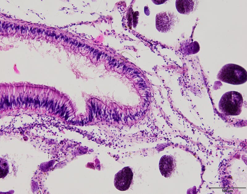 Animal Tissue Samples Under the Microscope. Stock Photo - Image of ...