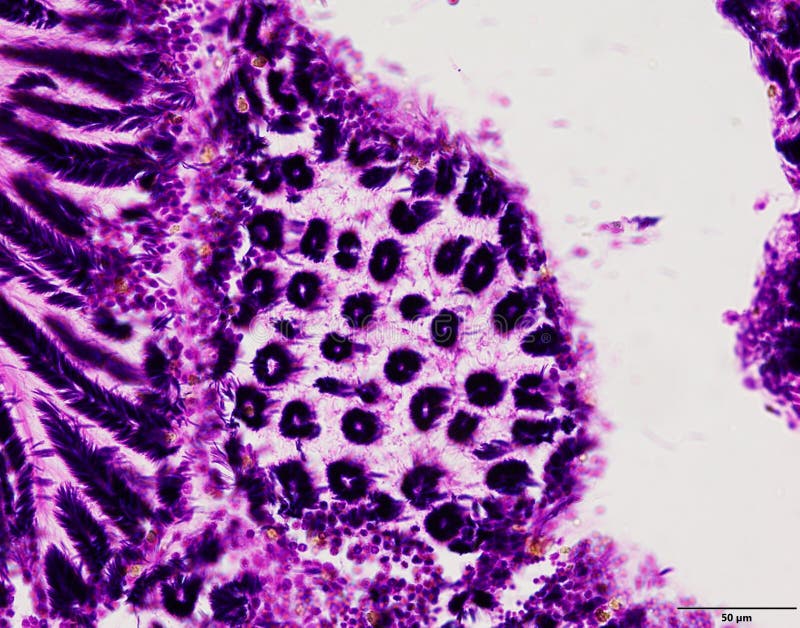 Animal Tissue Samples Under the Microscope. Stock Image - Image of ...