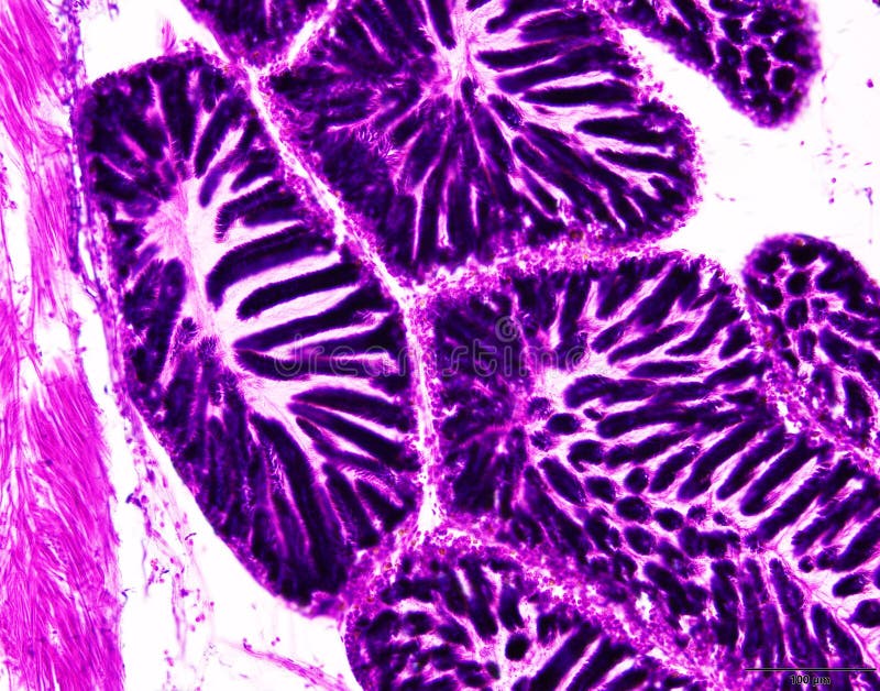 Animal Tissue Samples Under the Microscope. Stock Photo - Image of ...