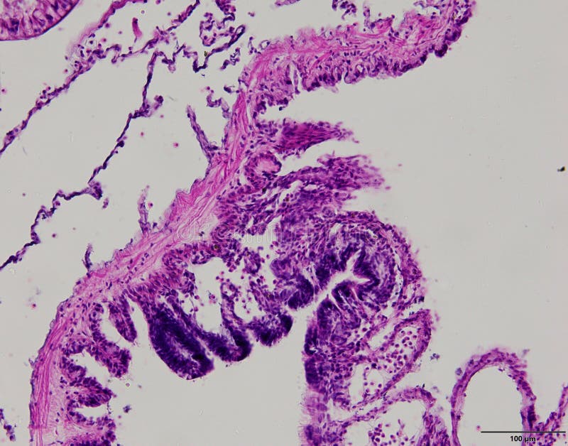 Animal Tissue Samples Under the Microscope. Stock Image - Image of ...