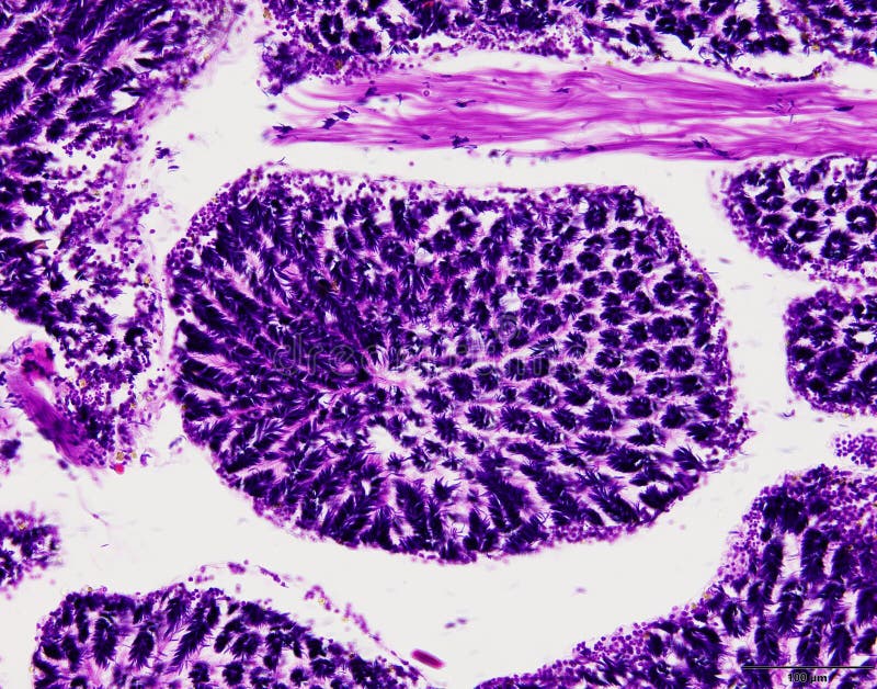 Animal Tissue Samples Under the Microscope. Stock Photo - Image of ...