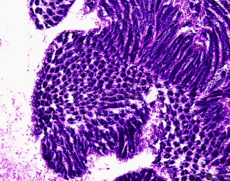 Animal Tissue Samples Under the Microscope. Stock Image - Image of ...