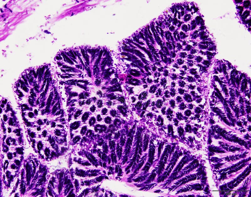 Animal Tissue Samples Under the Microscope. Stock Image - Image of ...