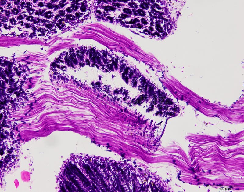 Animal Tissue Samples Under the Microscope. Stock Photo - Image of ...