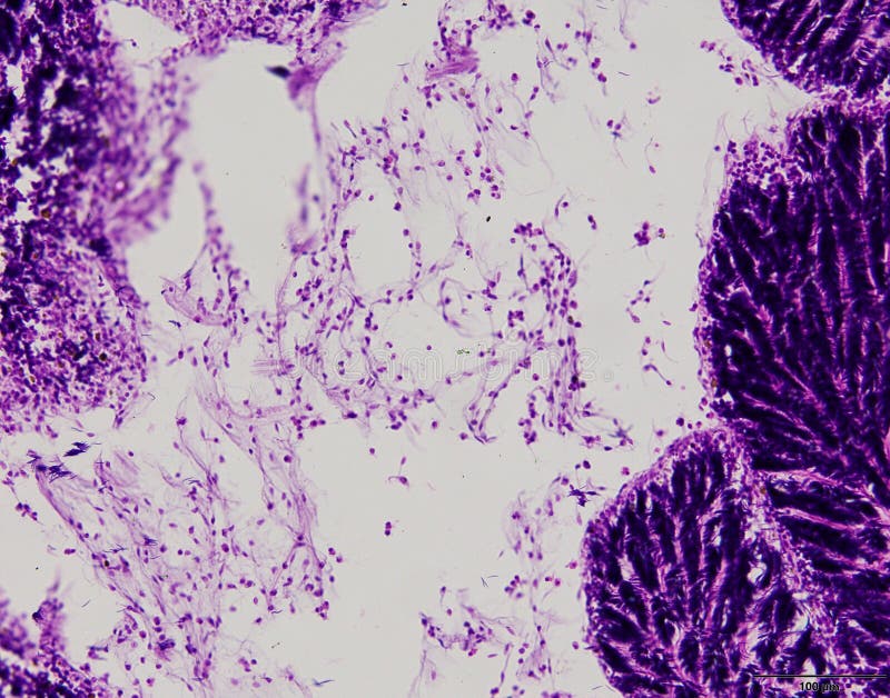 Animal Tissue Samples Under the Microscope. Stock Photo - Image of ...