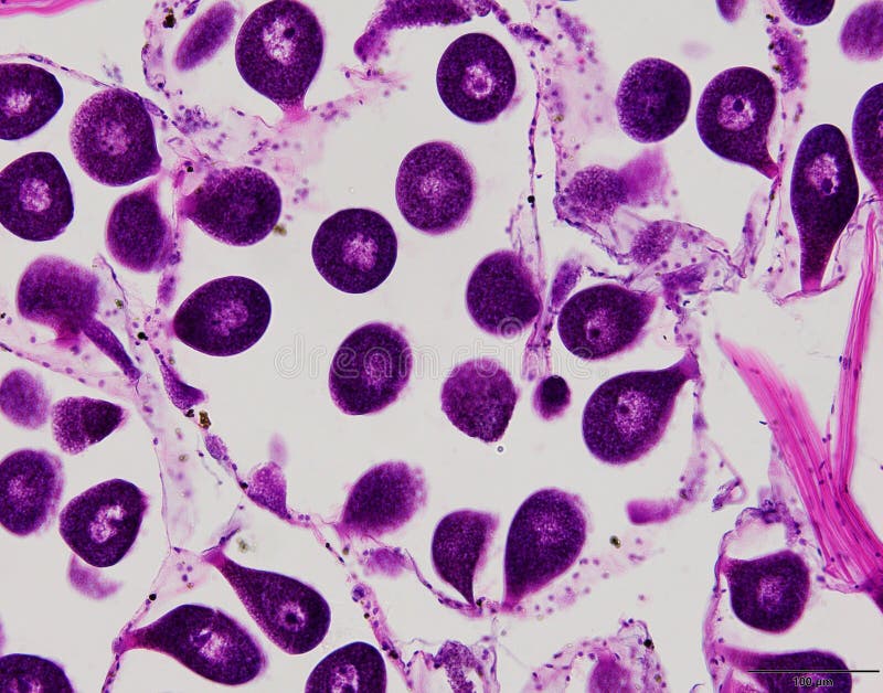 Animal Tissue Samples Under the Microscope. Stock Photo - Image of ...