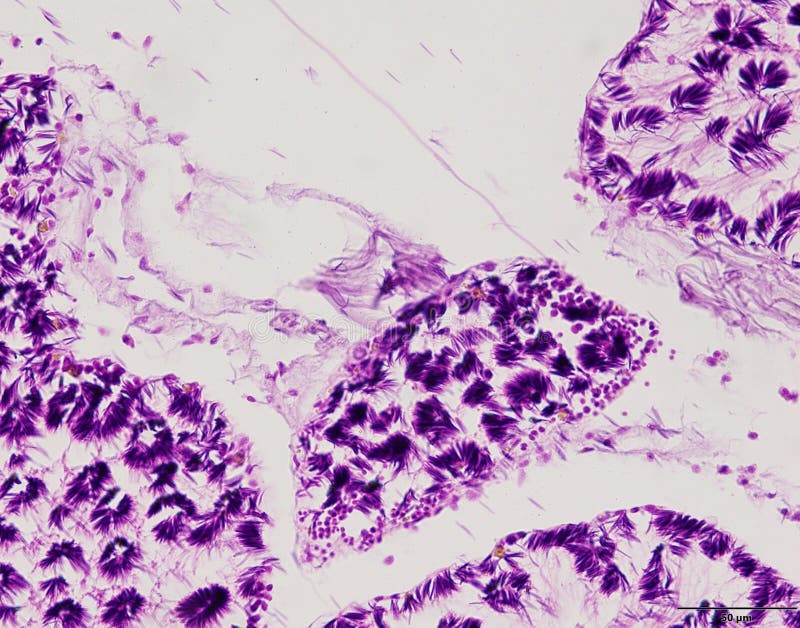 Animal Tissue Samples Under the Microscope. Stock Image - Image of cell ...