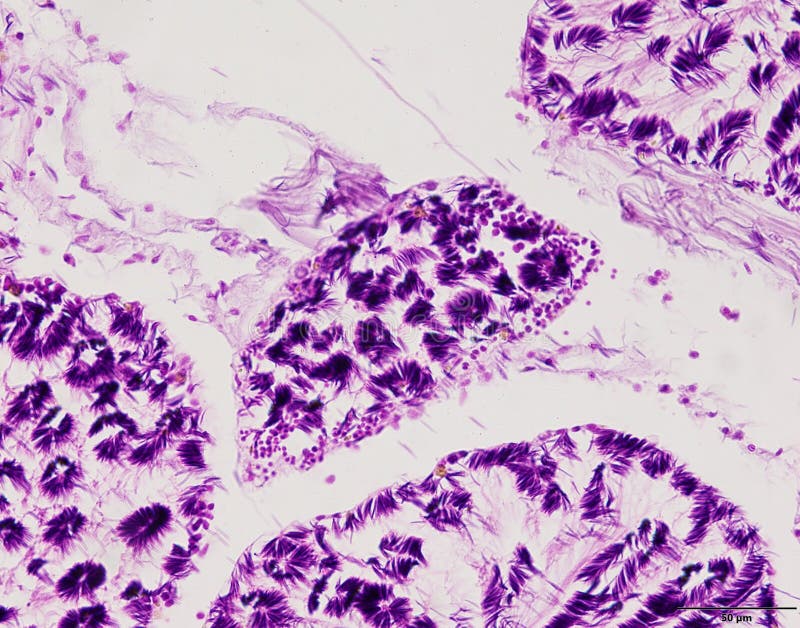 Animal Tissue Samples Under the Microscope. Stock Photo - Image of ...