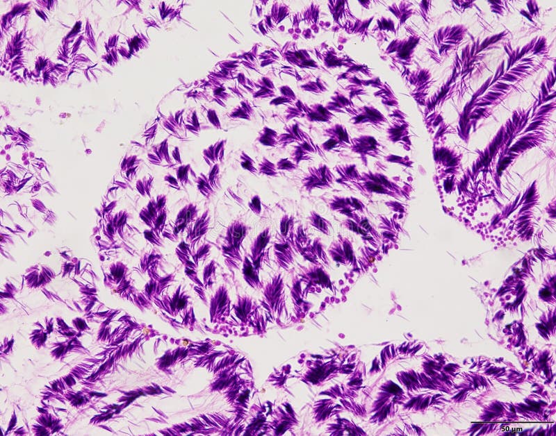 Animal Tissue Samples Under the Microscope. Stock Photo - Image of ...