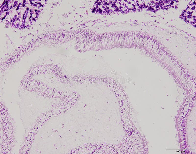 Animal Tissue Samples Under the Microscope. Stock Image - Image of ...