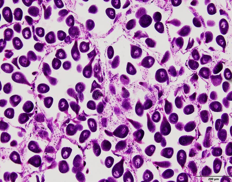 Animal Tissue Samples Under the Microscope. Stock Image - Image of ...