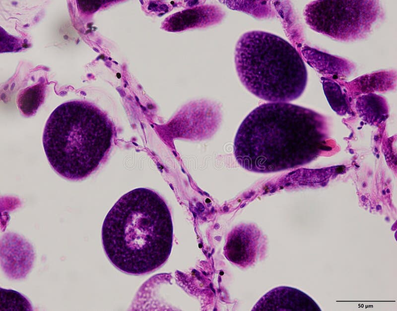 Animal Tissue Samples Under the Microscope. Stock Image - Image of ...