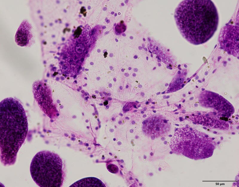 Animal Tissue Samples Under the Microscope. Stock Image - Image of ...