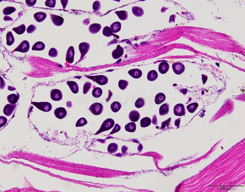 Animal Tissue Samples Under the Microscope. Stock Photo - Image of ...