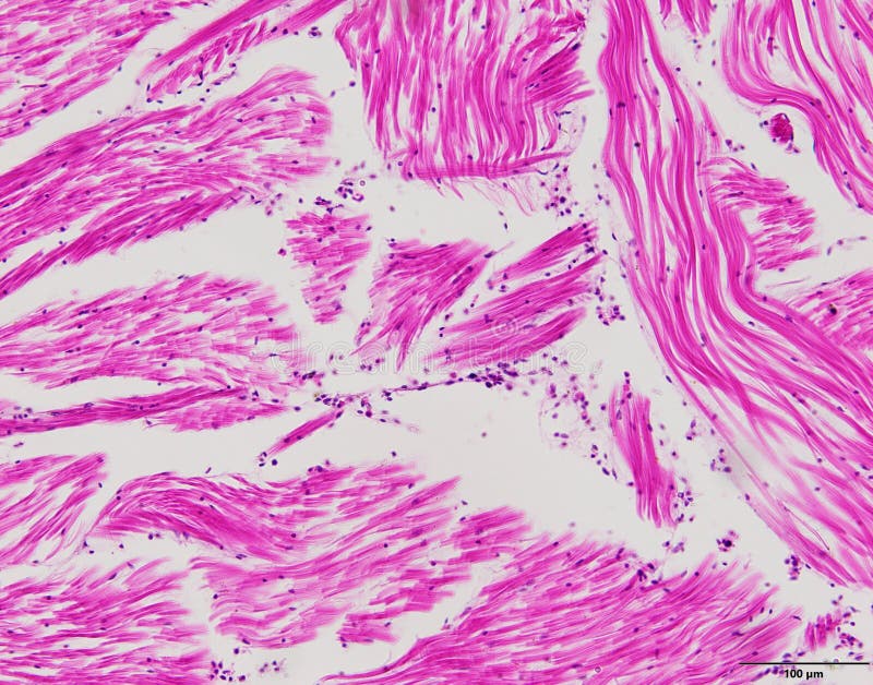 Animal Tissue Samples Under the Microscope. Stock Image - Image of ...