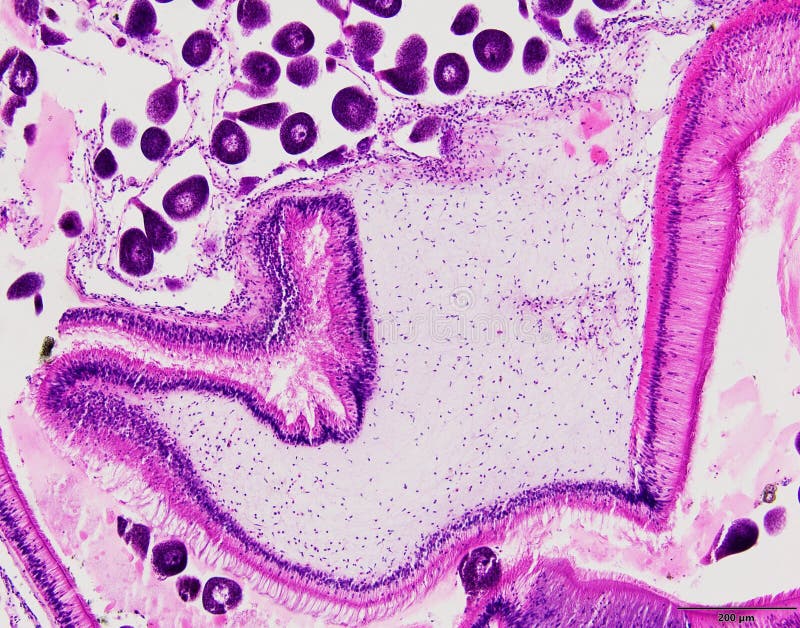 Animal Tissue Samples Under the Microscope. Stock Photo - Image of ...