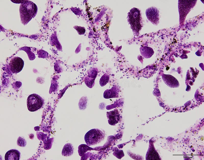 Animal Tissue Samples Under the Microscope. Stock Image - Image of ...