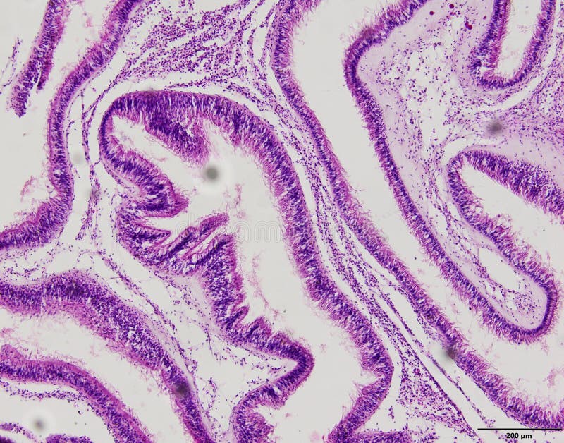 Animal Tissue Samples Under the Microscope. Stock Photo - Image of cell ...