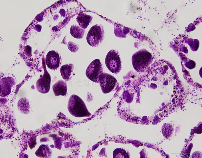 Animal Tissue Samples Under the Microscope. Stock Photo - Image of ...