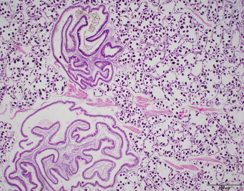 Animal Tissue Samples Under the Microscope. Stock Photo - Image of ...