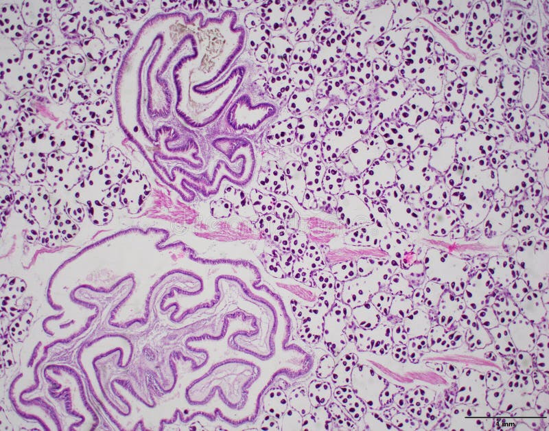 Animal Tissue Samples Under the Microscope. Stock Photo - Image of ...