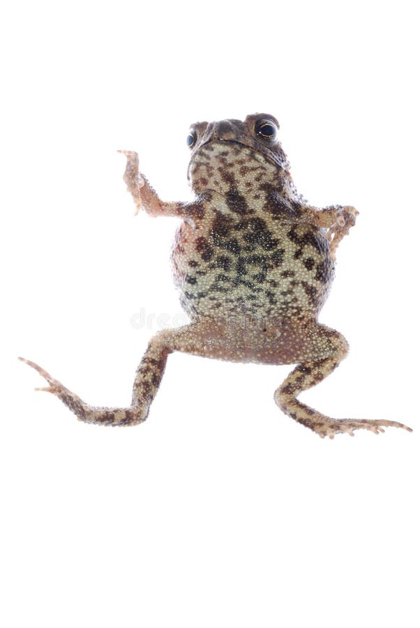 Animal toad skin texture stock image. Image of foot, conservation ...