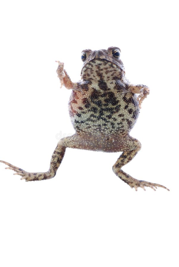 Animal toad skin texture stock image. Image of foot, conservation ...