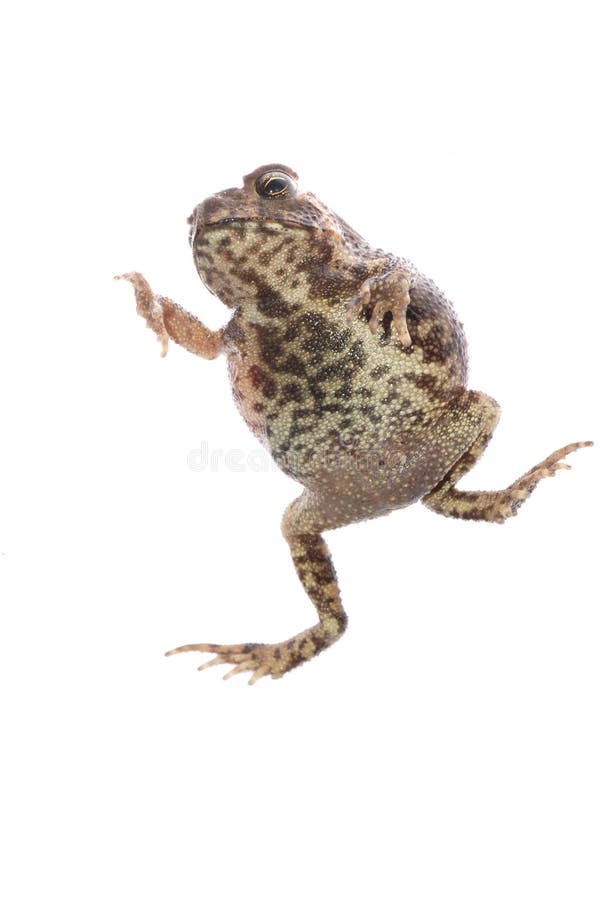 Animal toad skin texture stock image. Image of foot, conservation ...