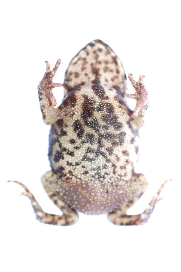 Animal toad skin texture stock image. Image of foot, conservation ...