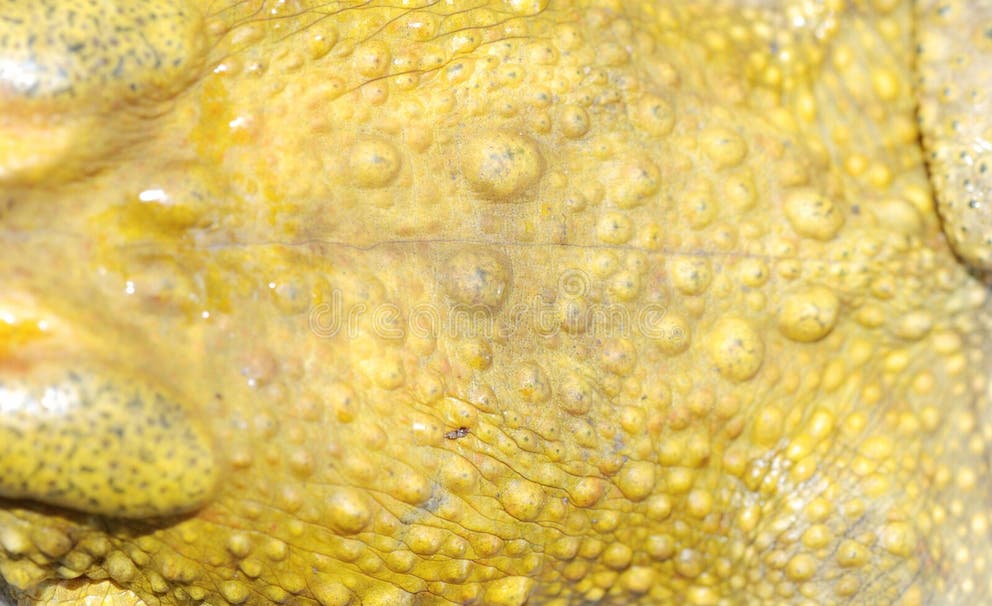 Animal toad skin texture stock image. Image of foot, conservation ...