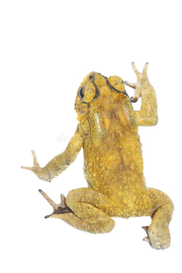 Animal toad skin texture stock image. Image of foot, conservation ...