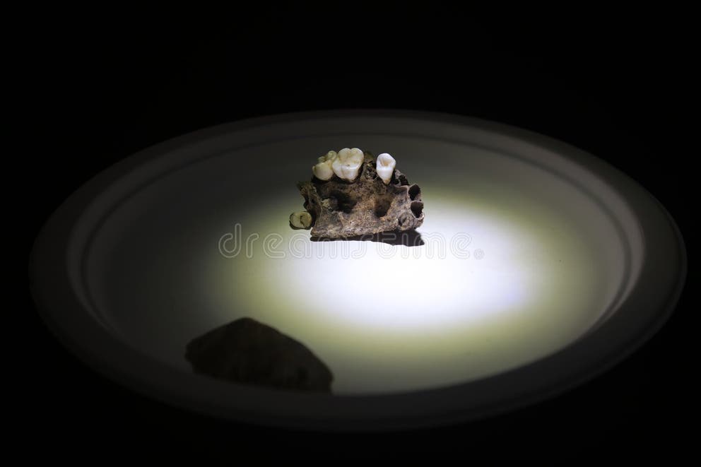 Animal tooth fossils editorial photography. Image of cretaceous - 369380587