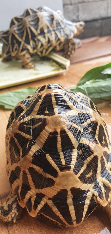 Animal Tortoise Indian Star Turtle Stock Photo - Image of star, animal ...