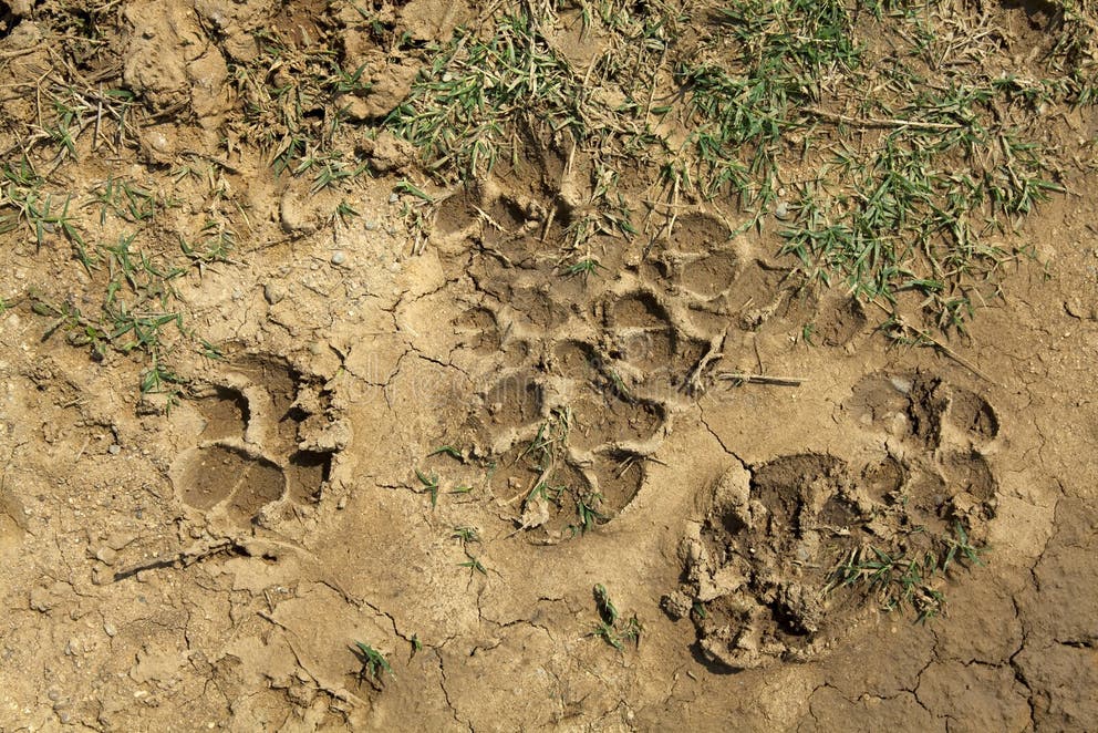 Animal traces stock photo. Image of footprint, evidence - 16654396
